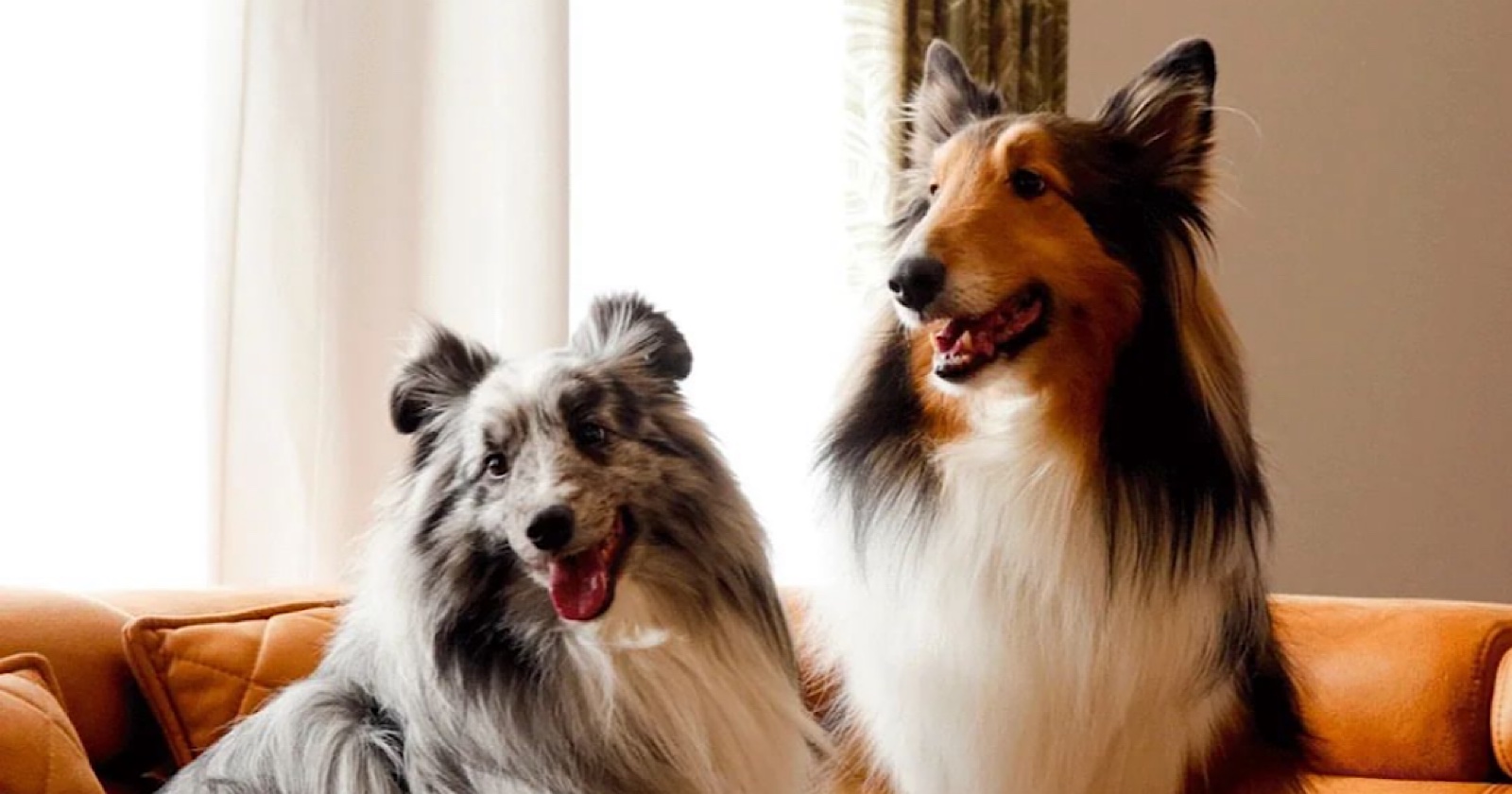 旅行も一緒に！犬と泊まれるコテージおすすめ5選 | TAKIBI（タキビ） | キャンプなどアウトドアの総合情報サイト